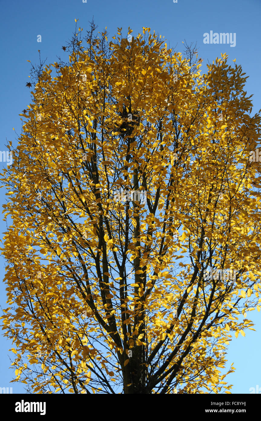 Fastigiate alberi di carpino immagini e fotografie stock ad alta ...