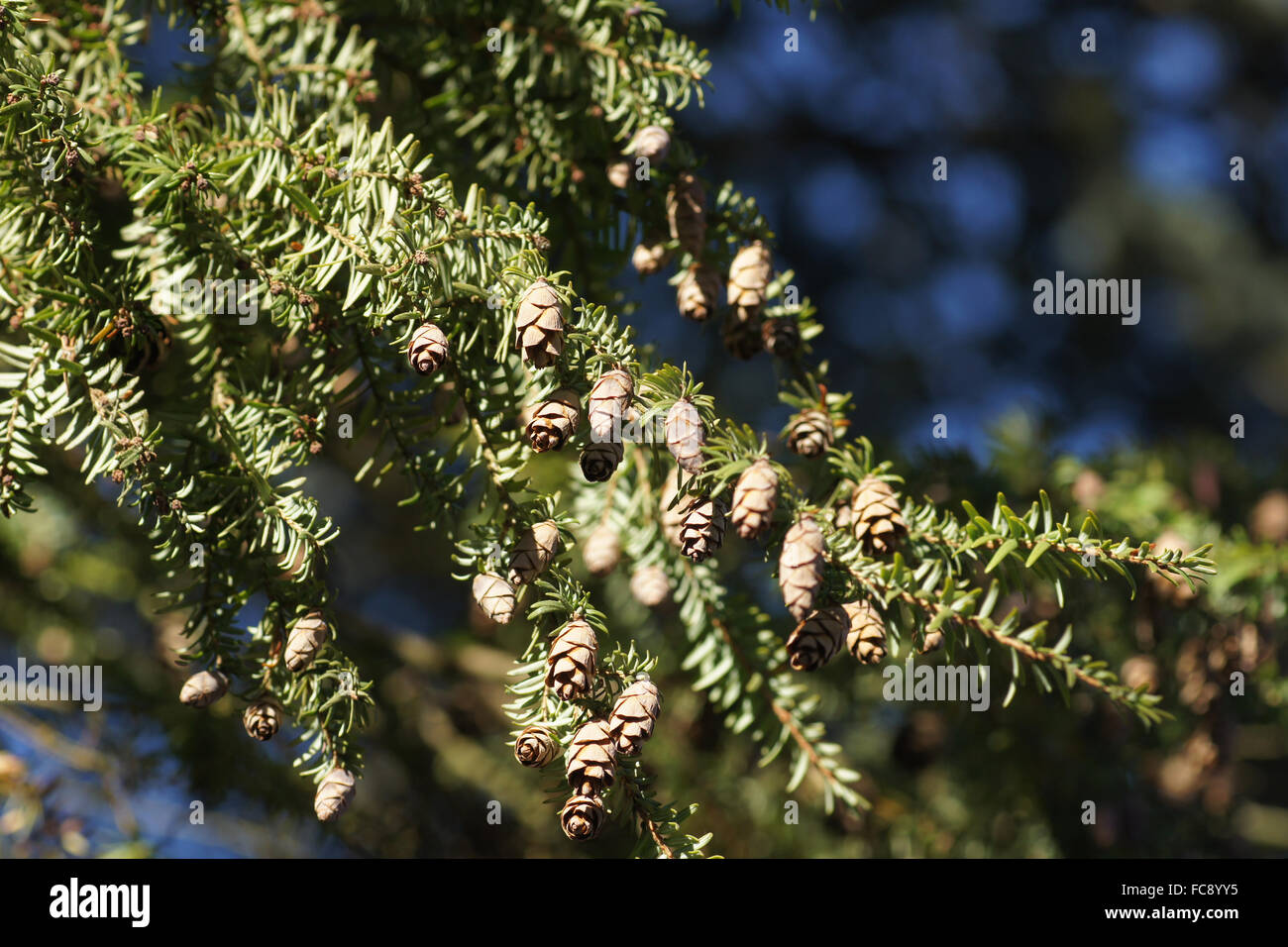 Cicuta canadese immagini e fotografie stock ad alta risoluzione - Alamy