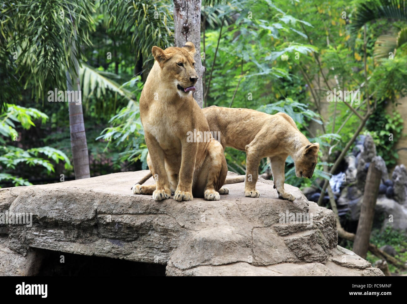Leoni di famiglia immagini e fotografie stock ad alta risoluzione - Alamy