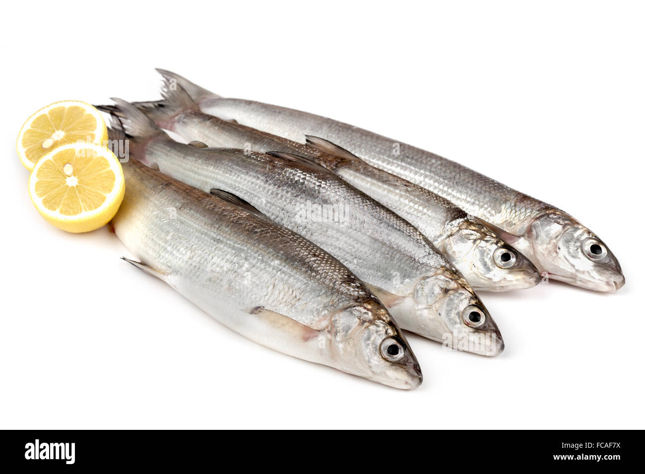 Coregonus lavaretus lavaretus immagini e fotografie stock ad alta ...