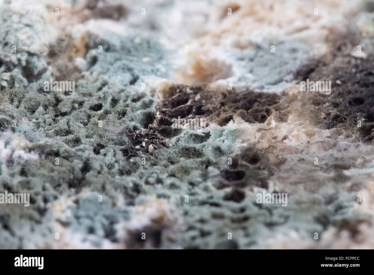 Muffa del pane nero immagini e fotografie stock ad alta risoluzione - Alamy