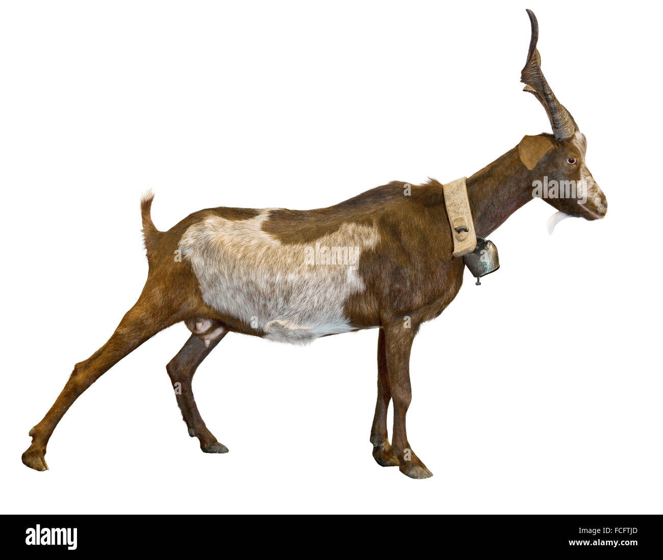 Capra hircus hircus Immagini senza sfondo e Foto Stock ritagliate - Alamy