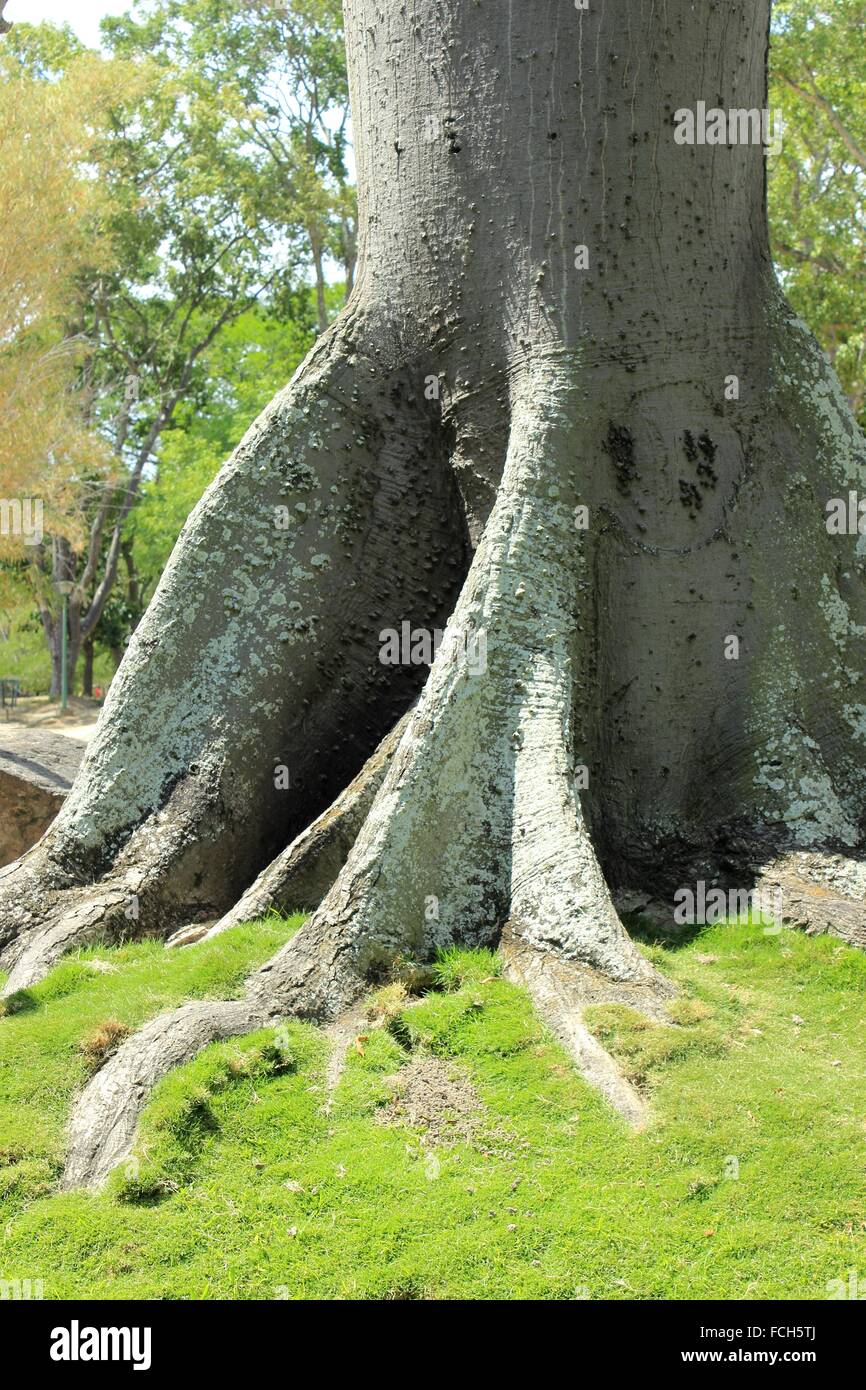Radici primarie immagini e fotografie stock ad alta risoluzione - Alamy