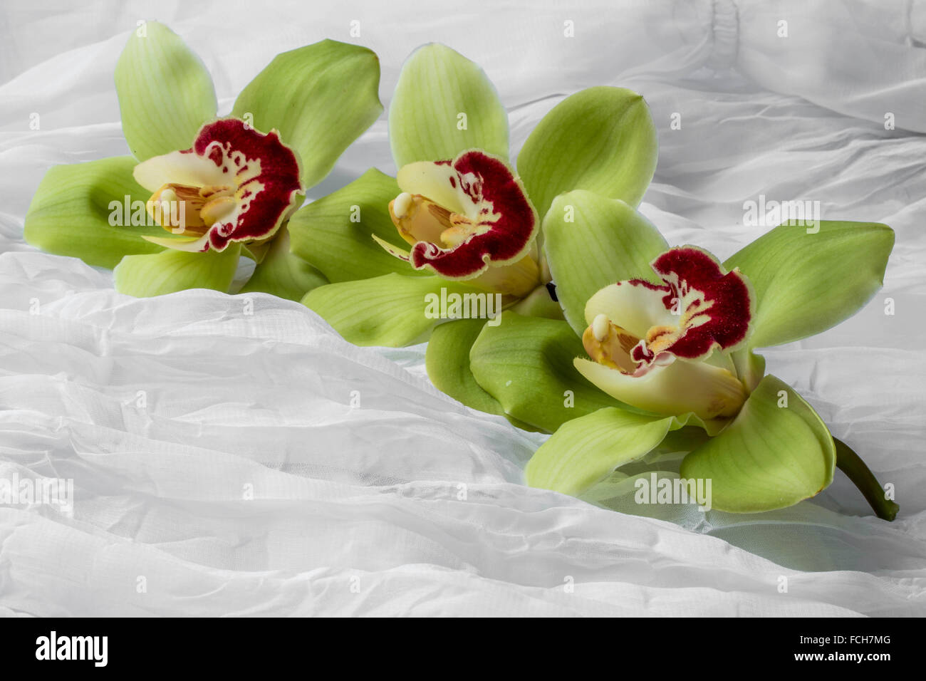 Orchidea verde immagini e fotografie stock ad alta risoluzione - Alamy