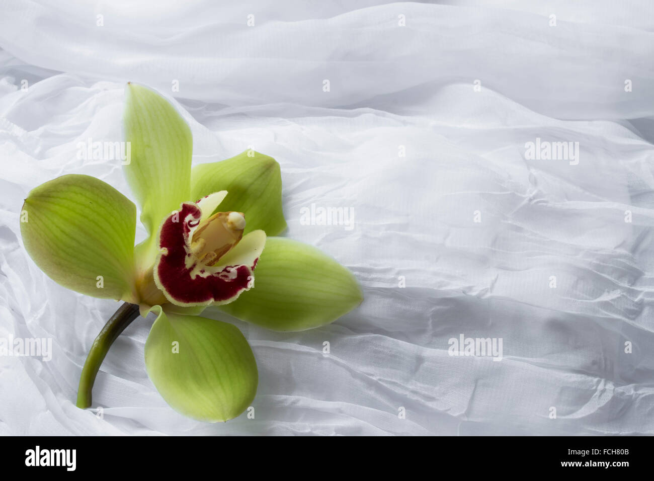 Orchidea verde immagini e fotografie stock ad alta risoluzione - Alamy