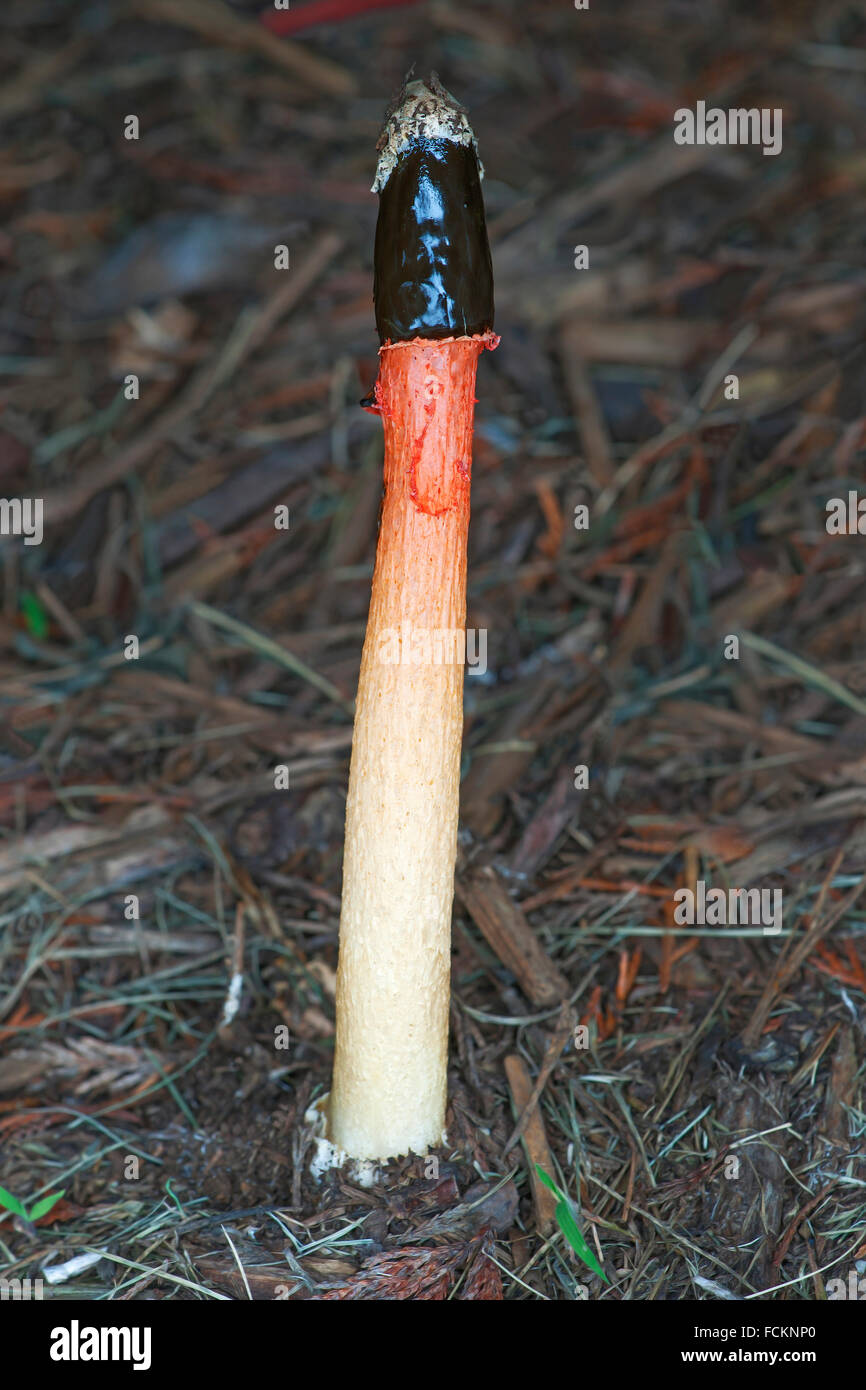 Mutinus ravenelii immagini e fotografie stock ad alta risoluzione - Alamy
