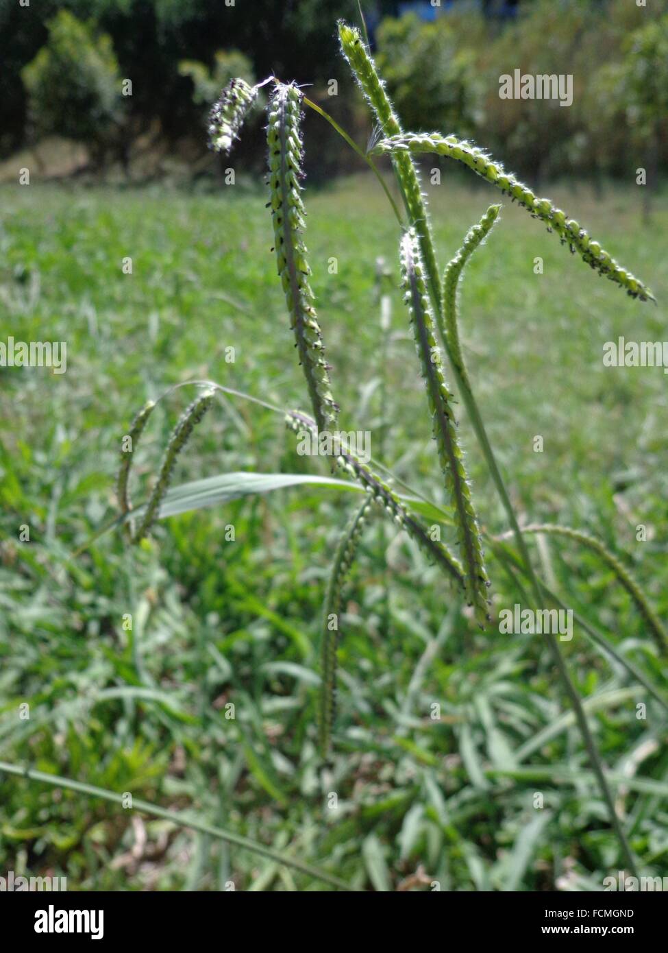 Cynodon dactylon immagini e fotografie stock ad alta risoluzione - Alamy
