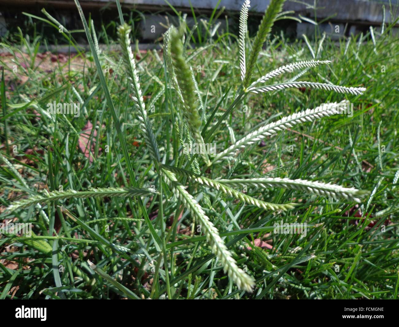 Cynodon dactylon immagini e fotografie stock ad alta risoluzione - Alamy