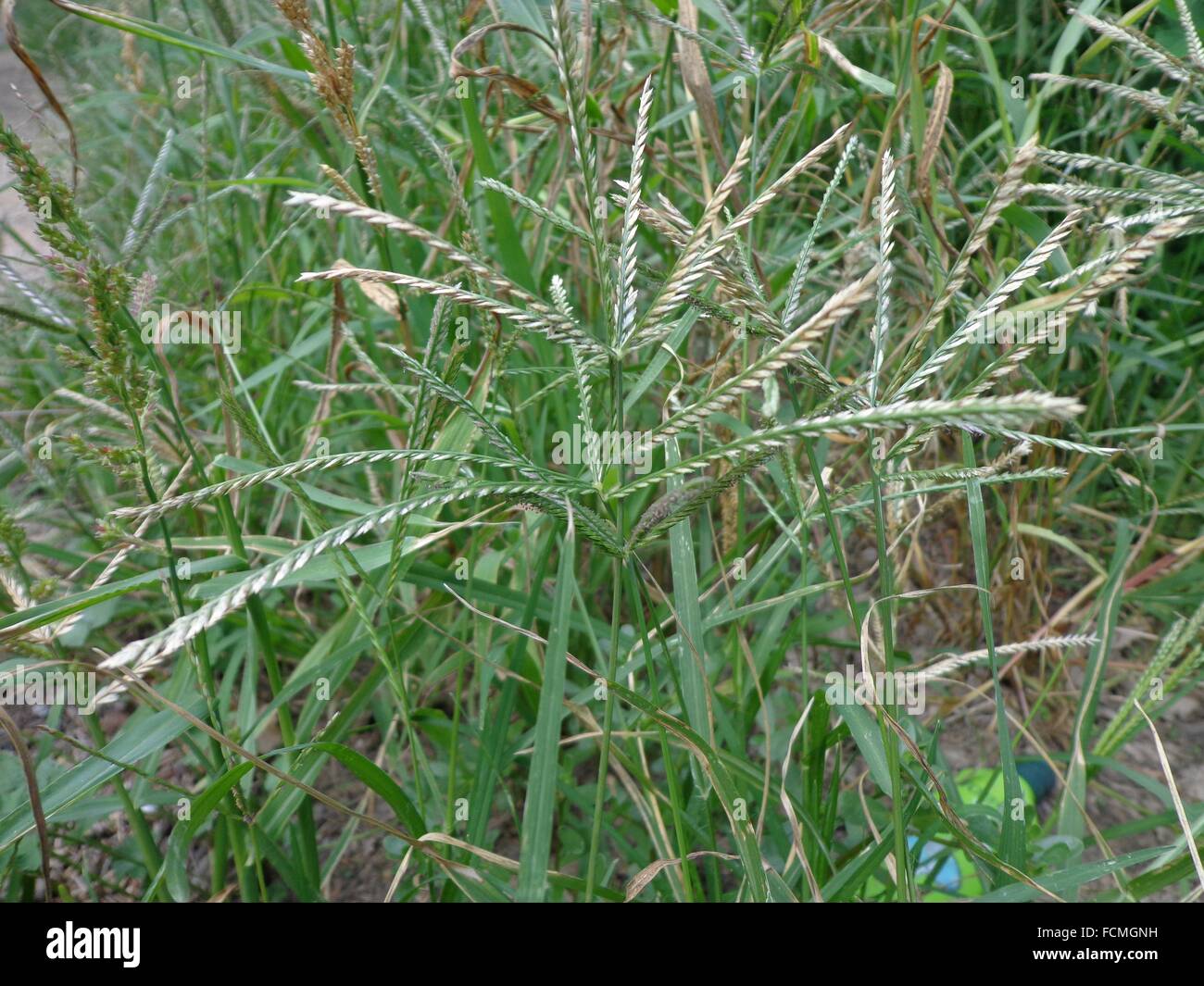 Cynodon dactylon immagini e fotografie stock ad alta risoluzione - Alamy