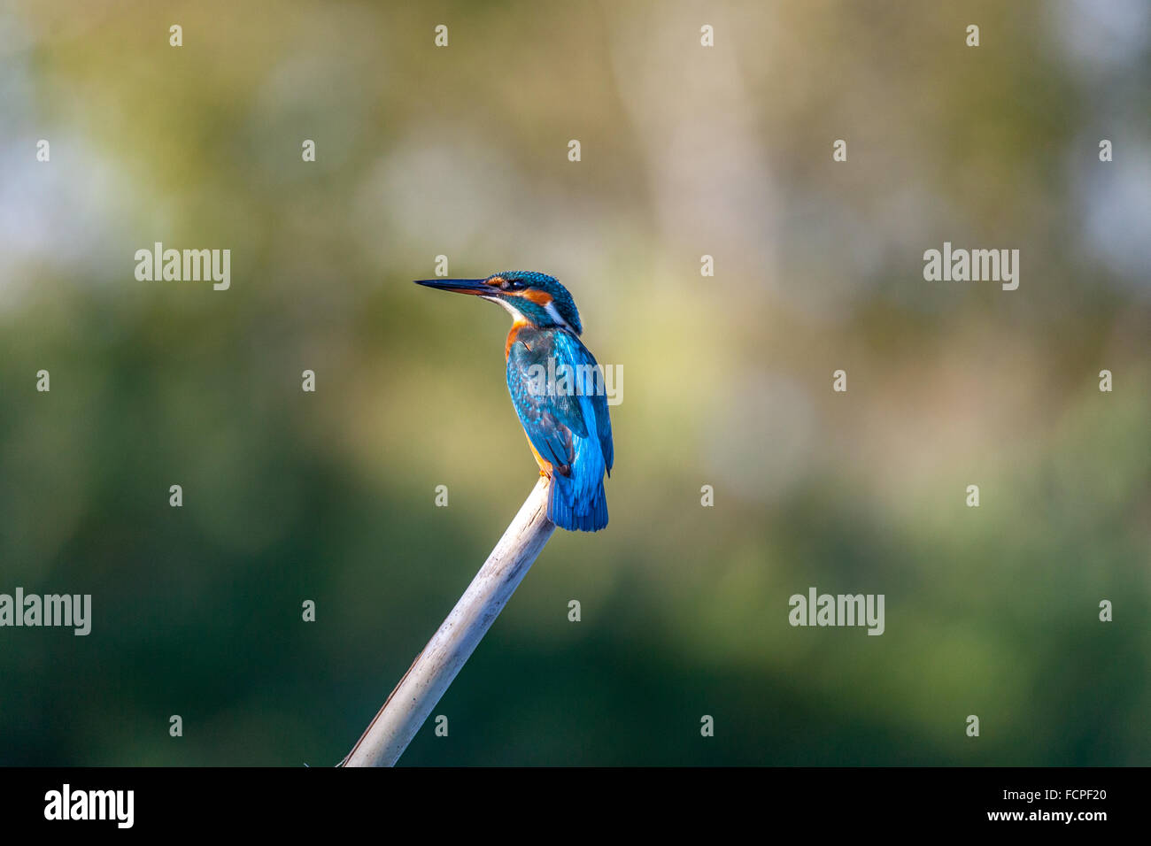 Alcedo attis immagini e fotografie stock ad alta risoluzione - Alamy