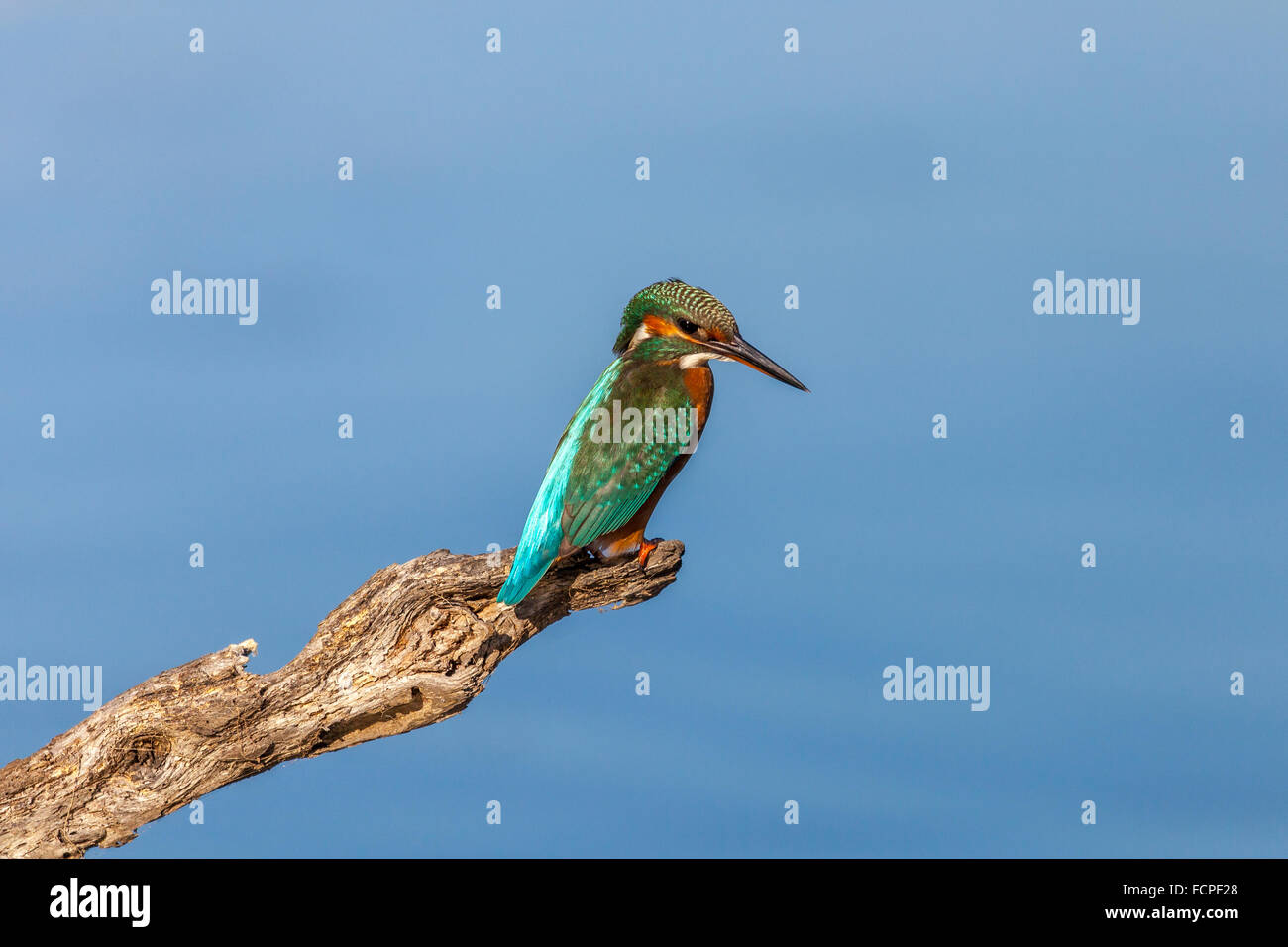 Alcedo attis immagini e fotografie stock ad alta risoluzione - Alamy