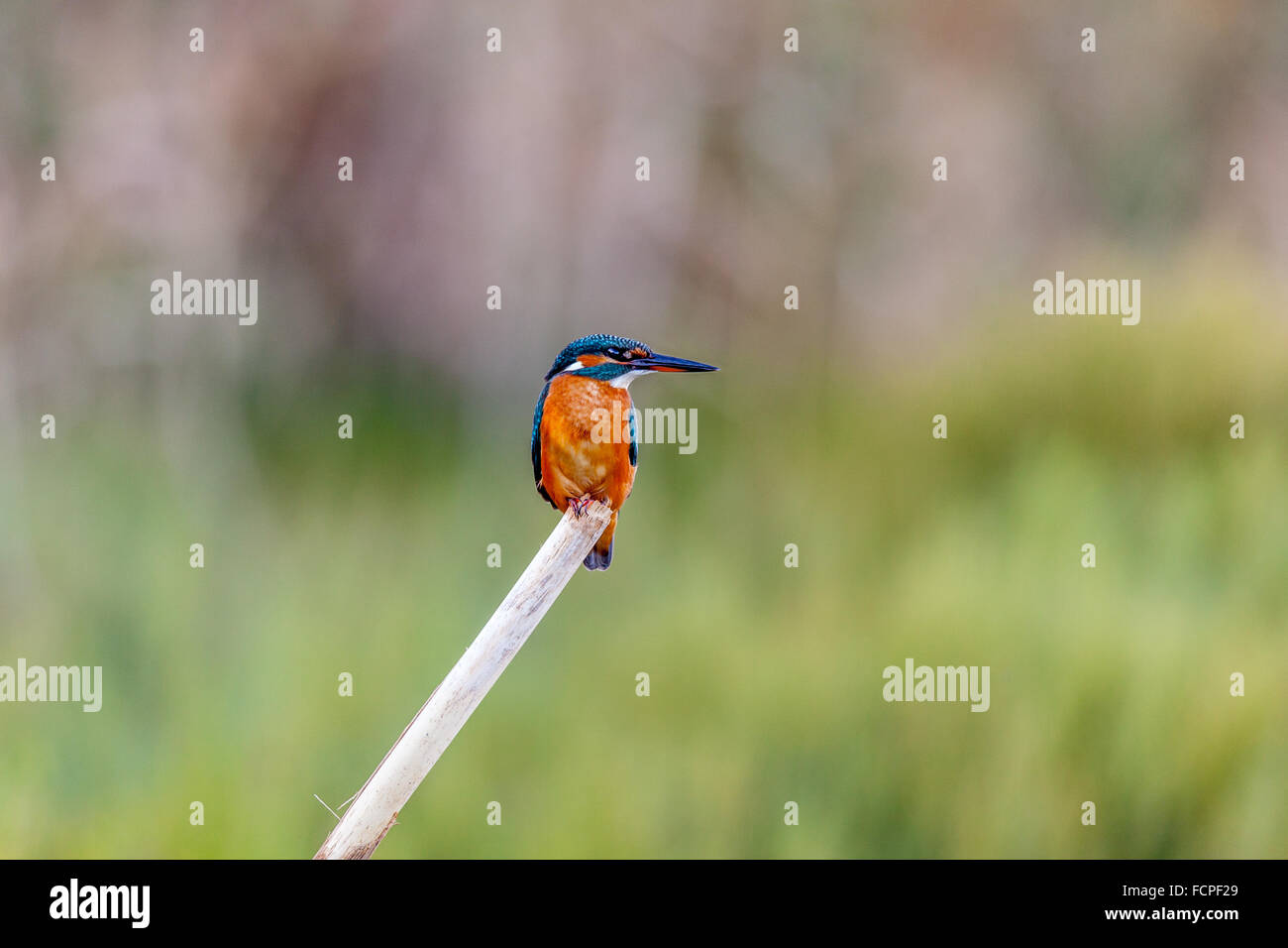 Alcedo attis immagini e fotografie stock ad alta risoluzione - Alamy