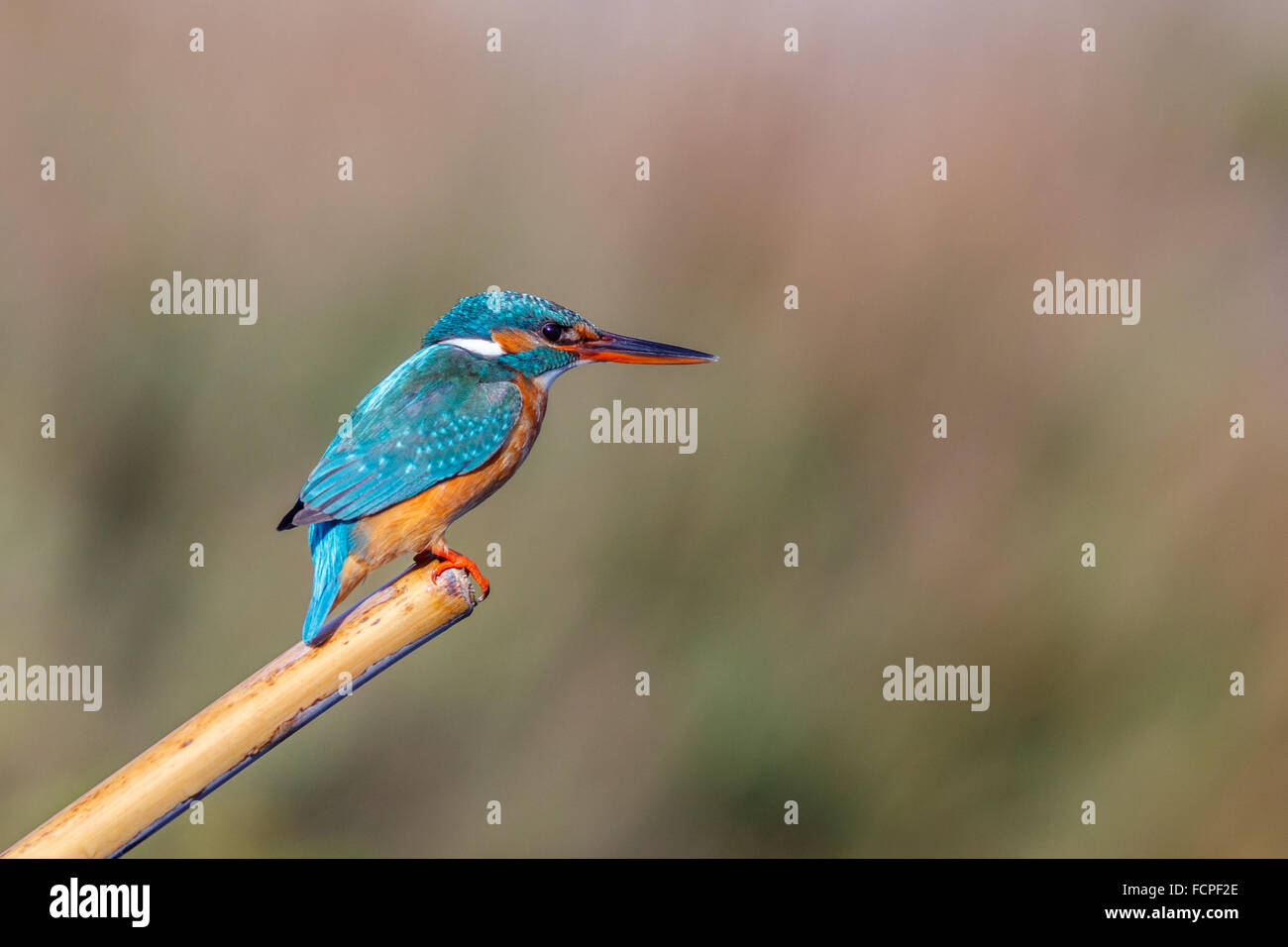 Alcedo attis immagini e fotografie stock ad alta risoluzione - Alamy
