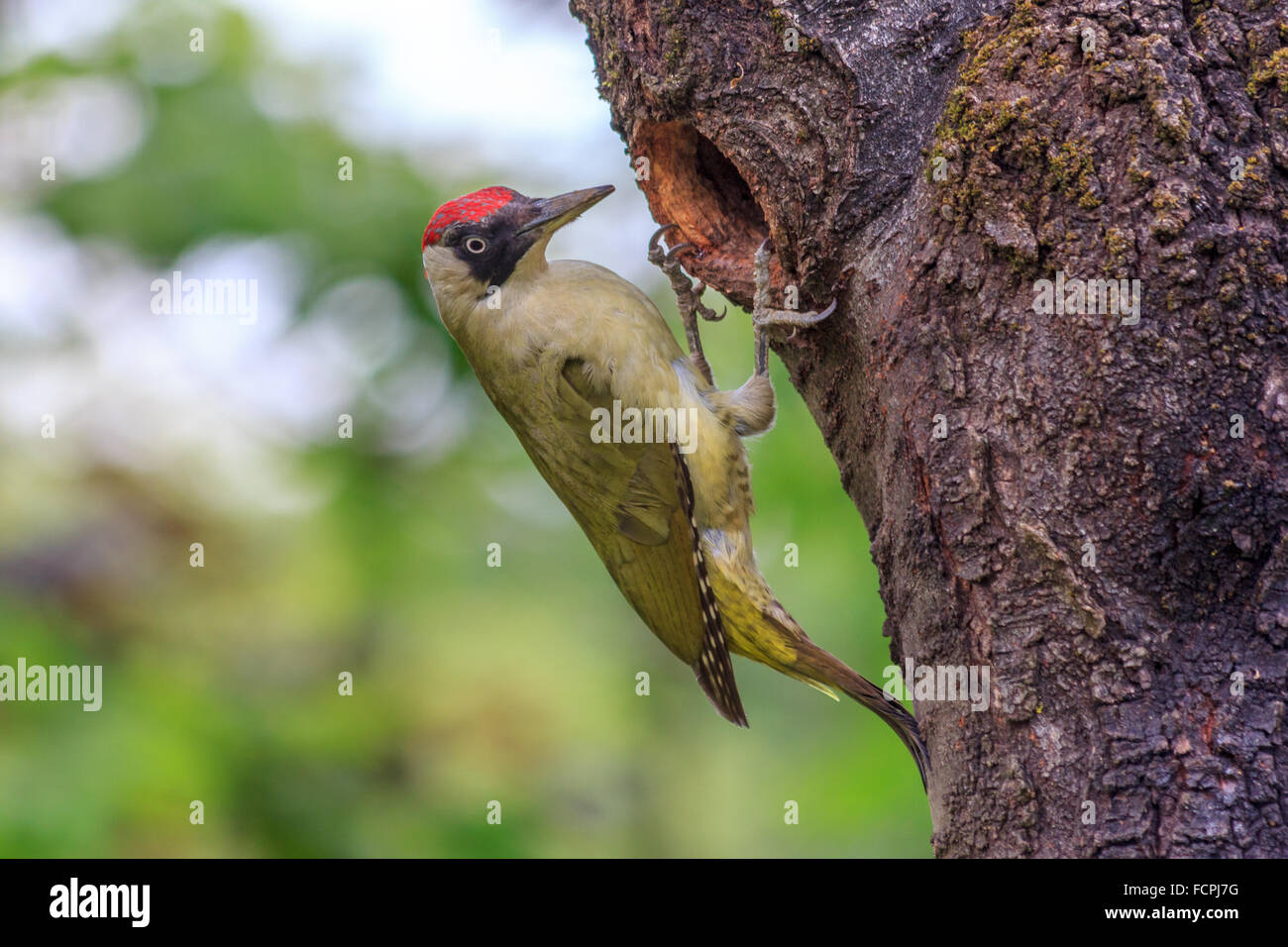 Picchio verde eurasiatico immagini e fotografie stock ad alta ...
