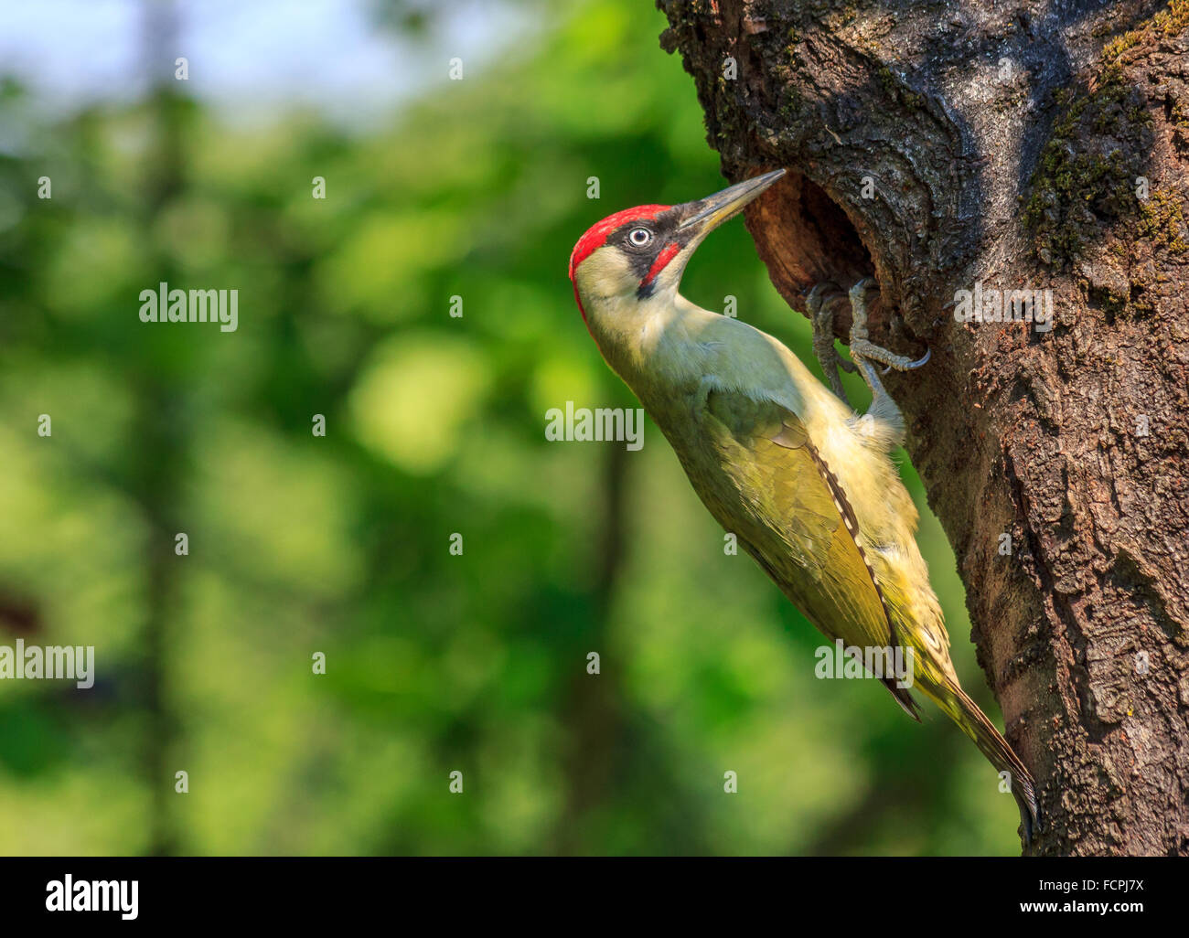 Picchio verde eurasiatico immagini e fotografie stock ad alta ...