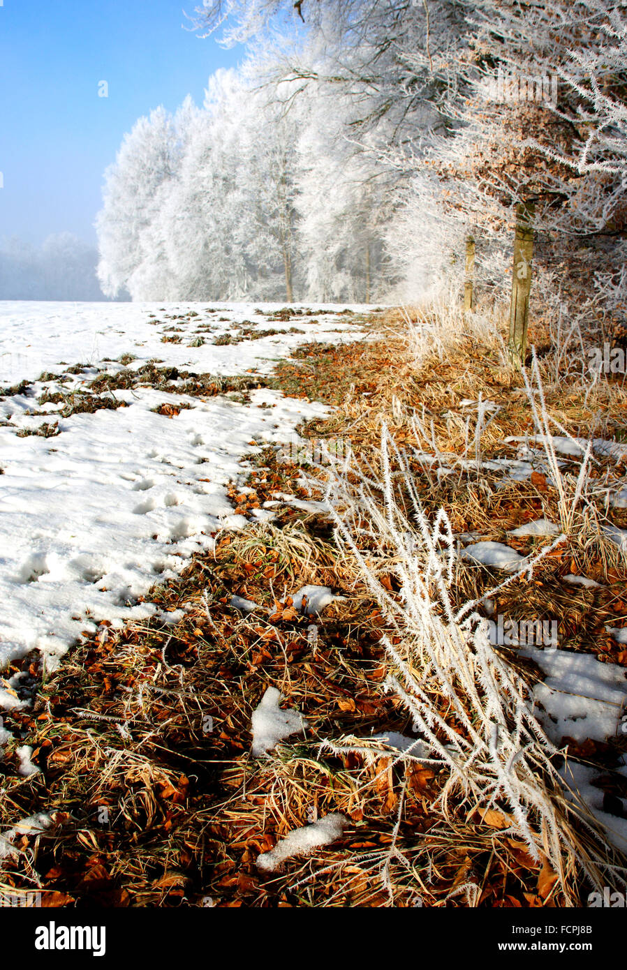 Bosco verticale bosco innevato immagini e fotografie stock ad alta ...