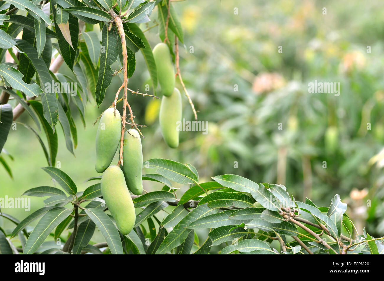 Pianta del mango immagini e fotografie stock ad alta risoluzione - Alamy