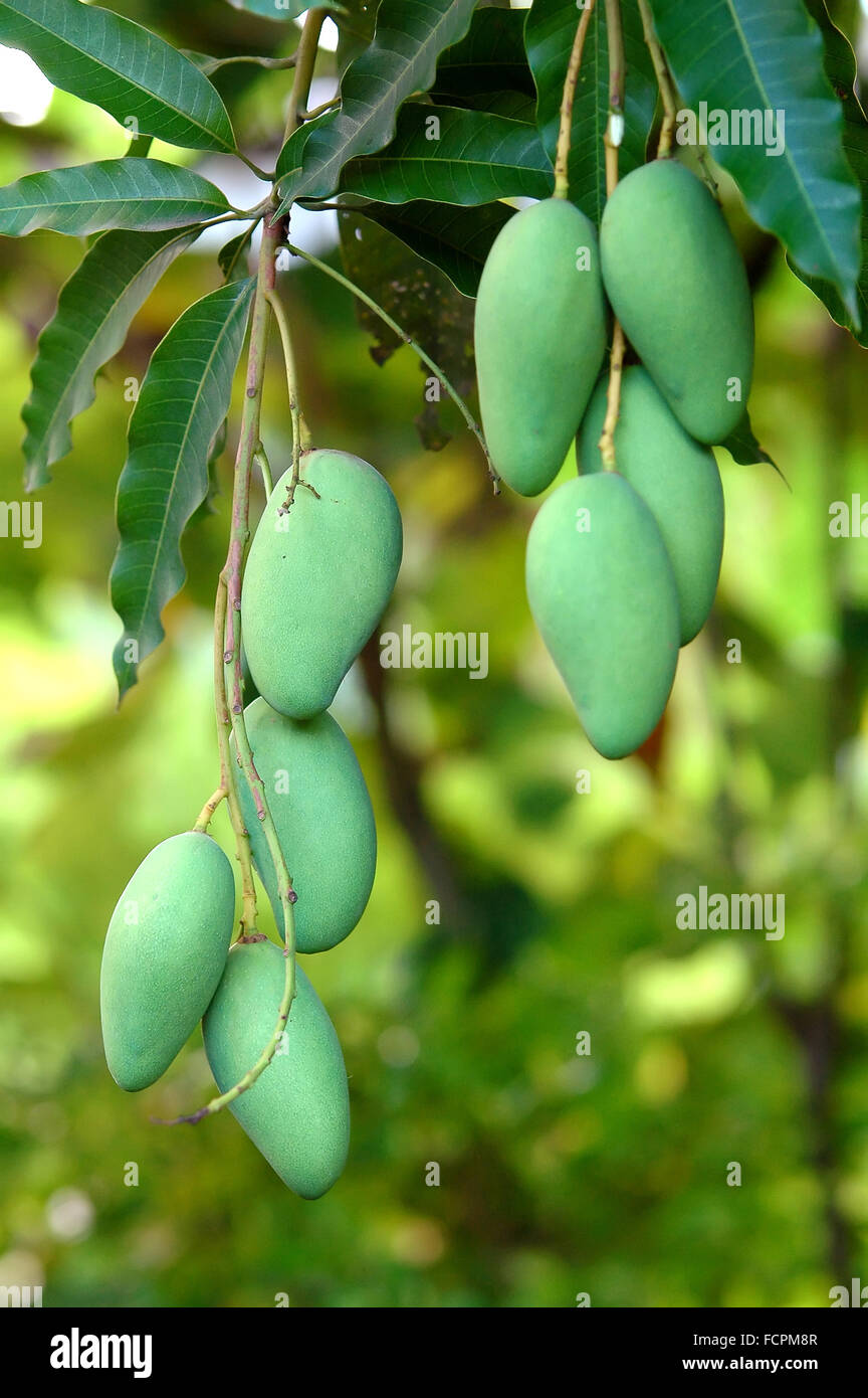 Pianta del mango immagini e fotografie stock ad alta risoluzione - Alamy