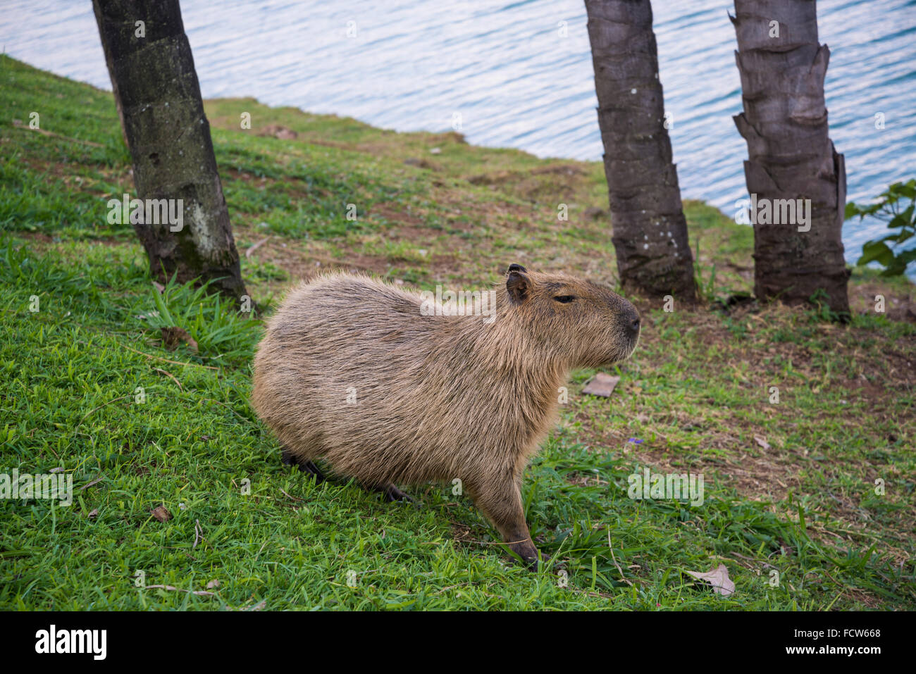 Capibara roditore immagini e fotografie stock ad alta risoluzione - Alamy