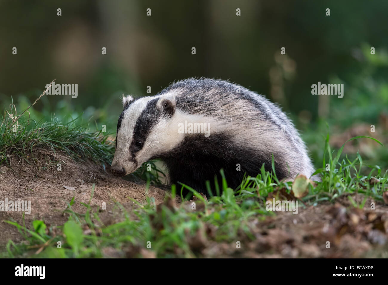 Meles meles meles immagini e fotografie stock ad alta risoluzione - Alamy