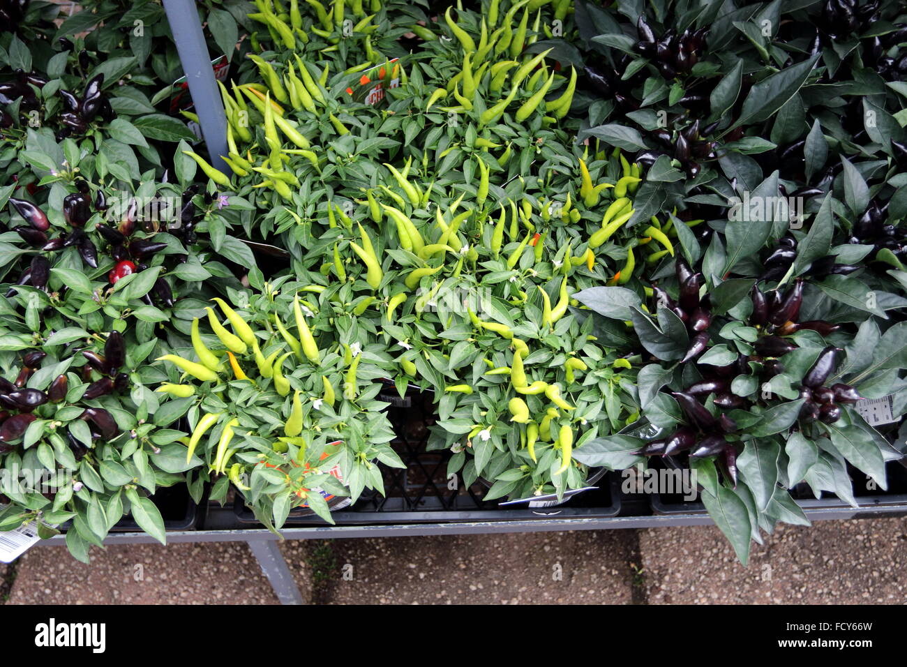 Mini peperoncini immagini e fotografie stock ad alta risoluzione - Alamy