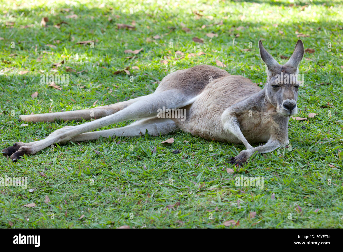 Kangaroo grass immagini e fotografie stock ad alta risoluzione - Alamy