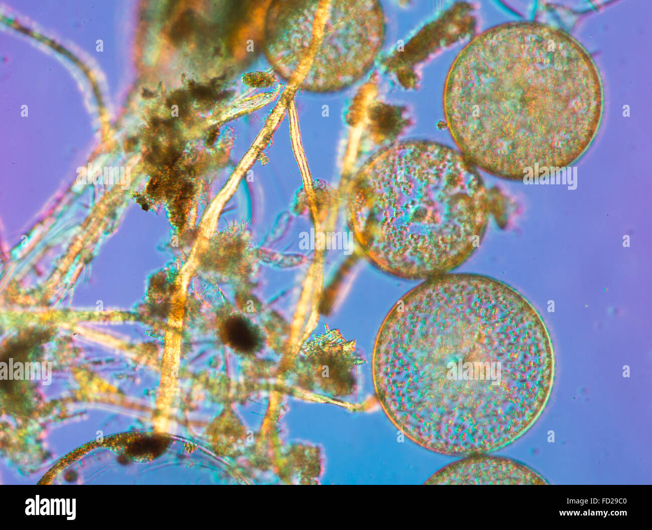 Micro algae immagini e fotografie stock ad alta risoluzione - Alamy