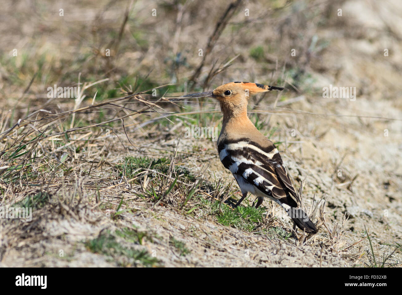 Uccello dell'upupa eurasiatica immagini e fotografie stock ad alta ...