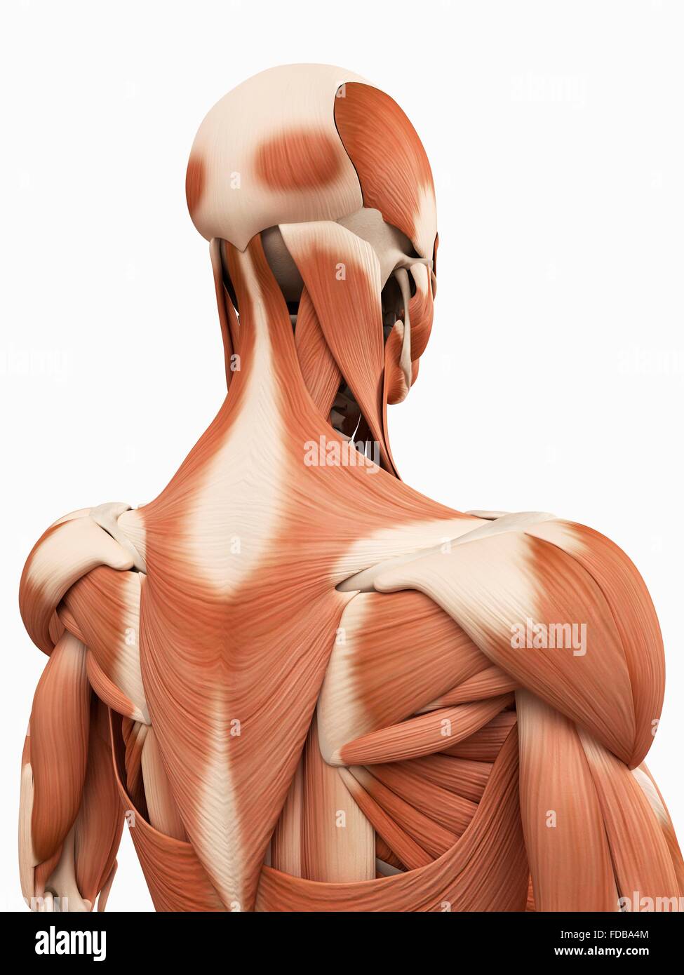 Sistema muscolare della parte superiore della schiena, illustrazione ...