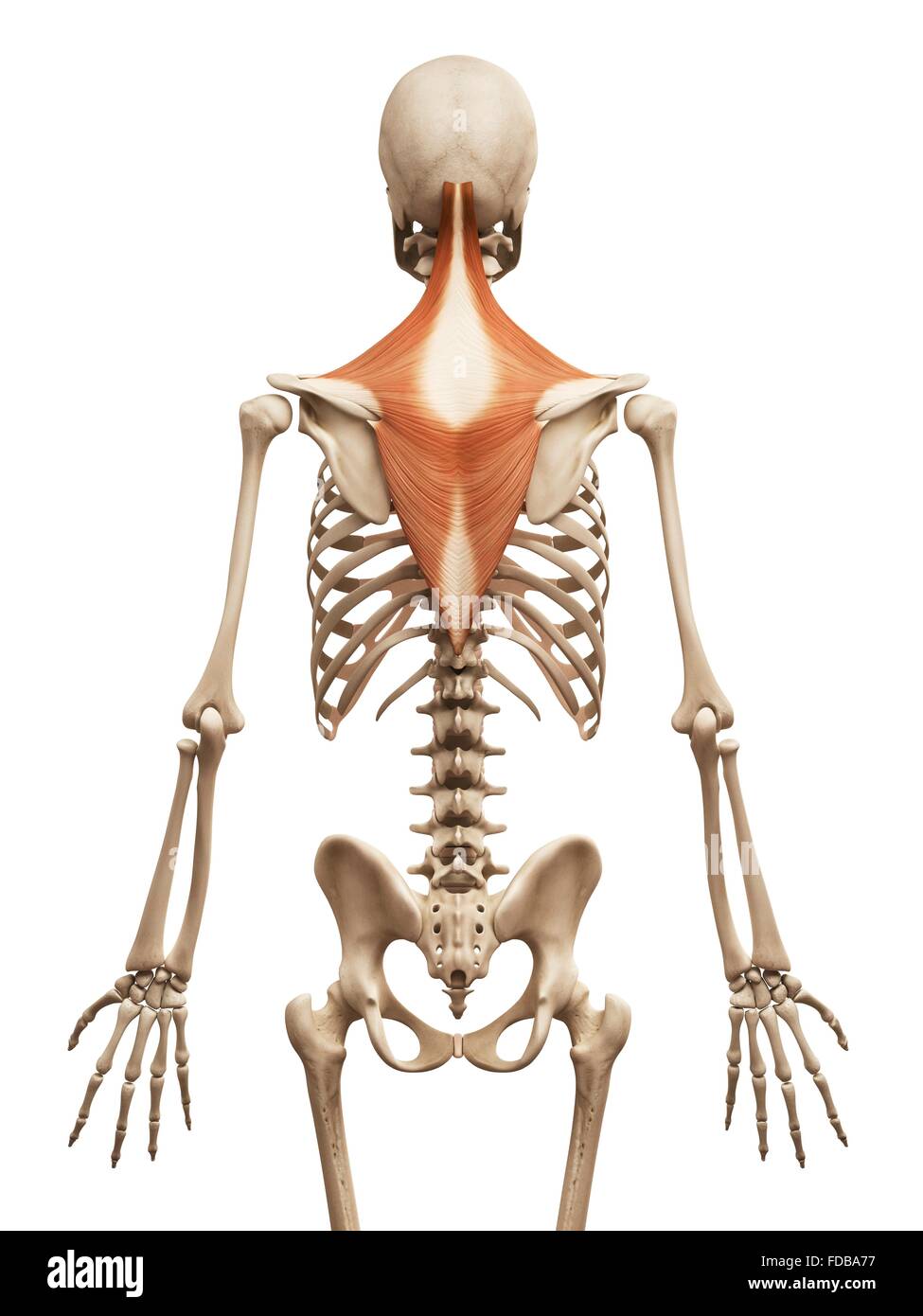 Human muscoli della schiena (trapezius), illustrazione Foto stock - Alamy