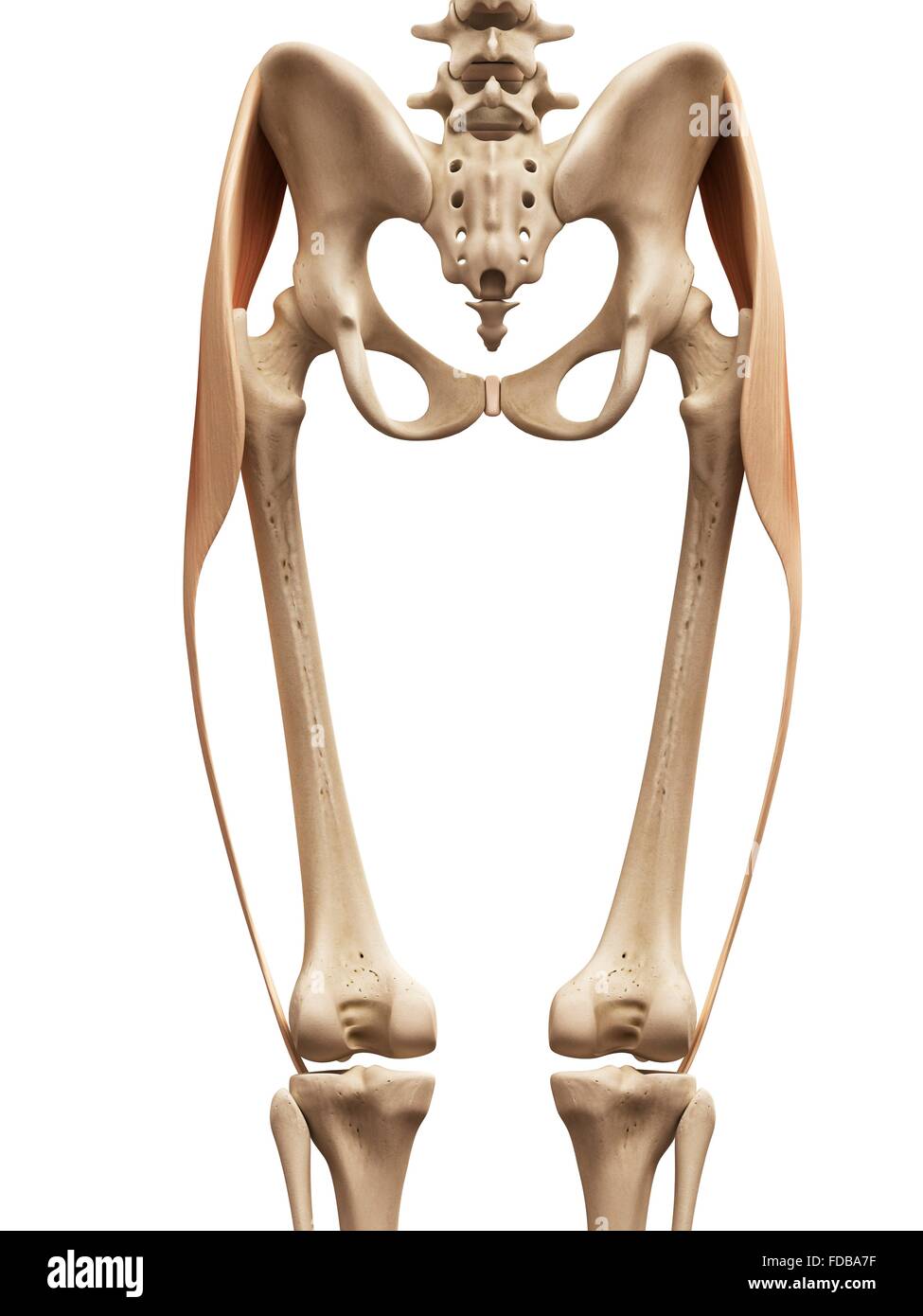 Gamba umana muscoli (tensor fascia lata), illustrazione Foto stock - Alamy