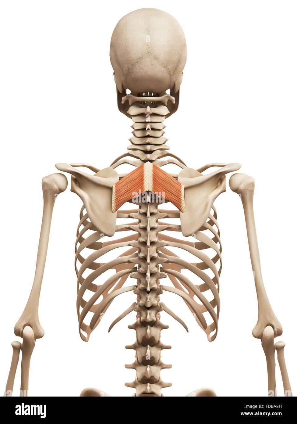 Anatomia del muscolo principale romboidale immagini e fotografie stock ...