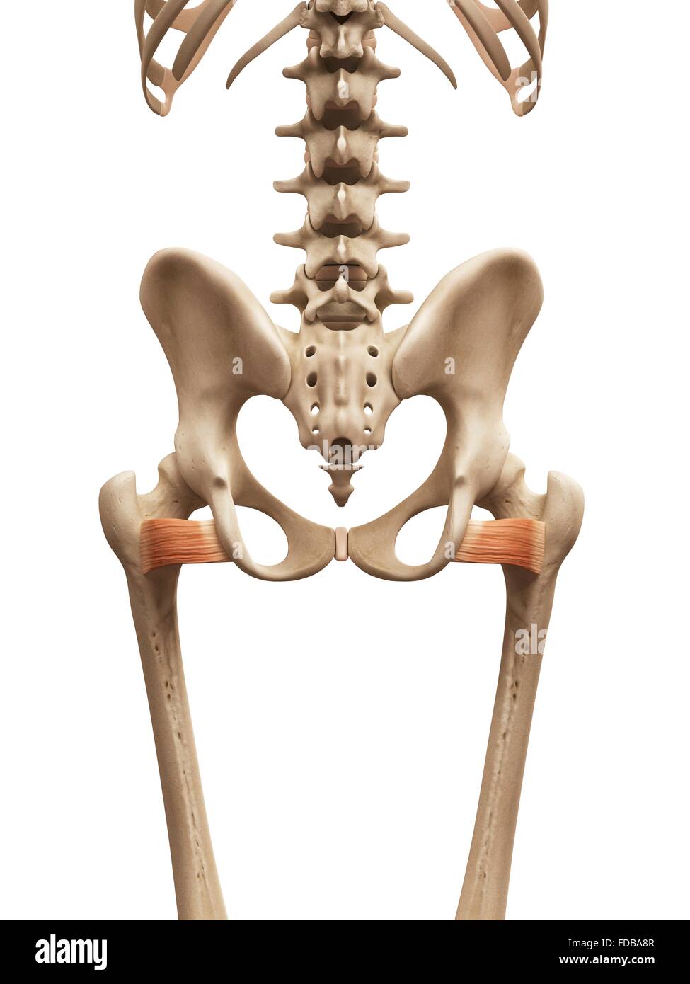 Quadratus femoris muscle immagini e fotografie stock ad alta ...