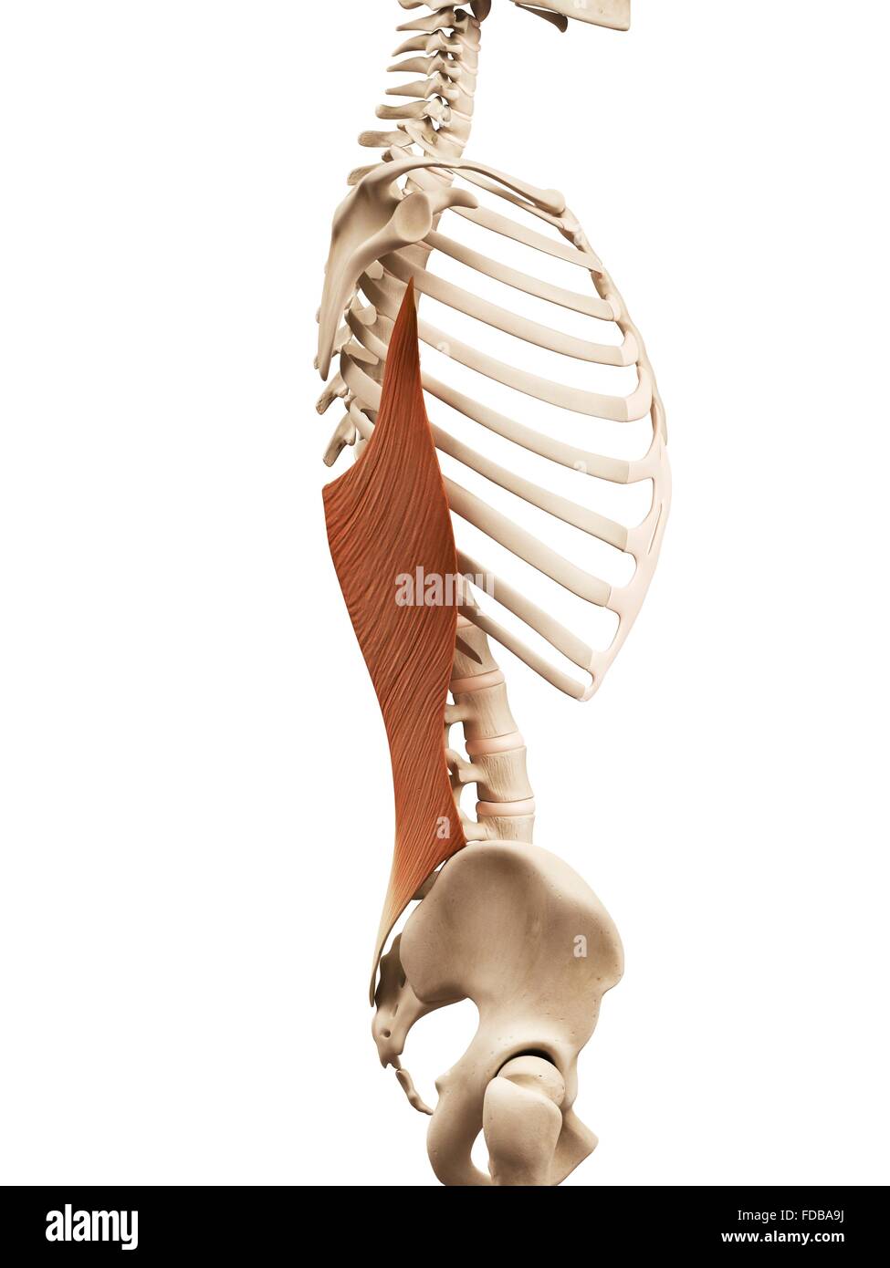 Human muscoli della schiena (latissimus dorsi), illustrazione Foto ...