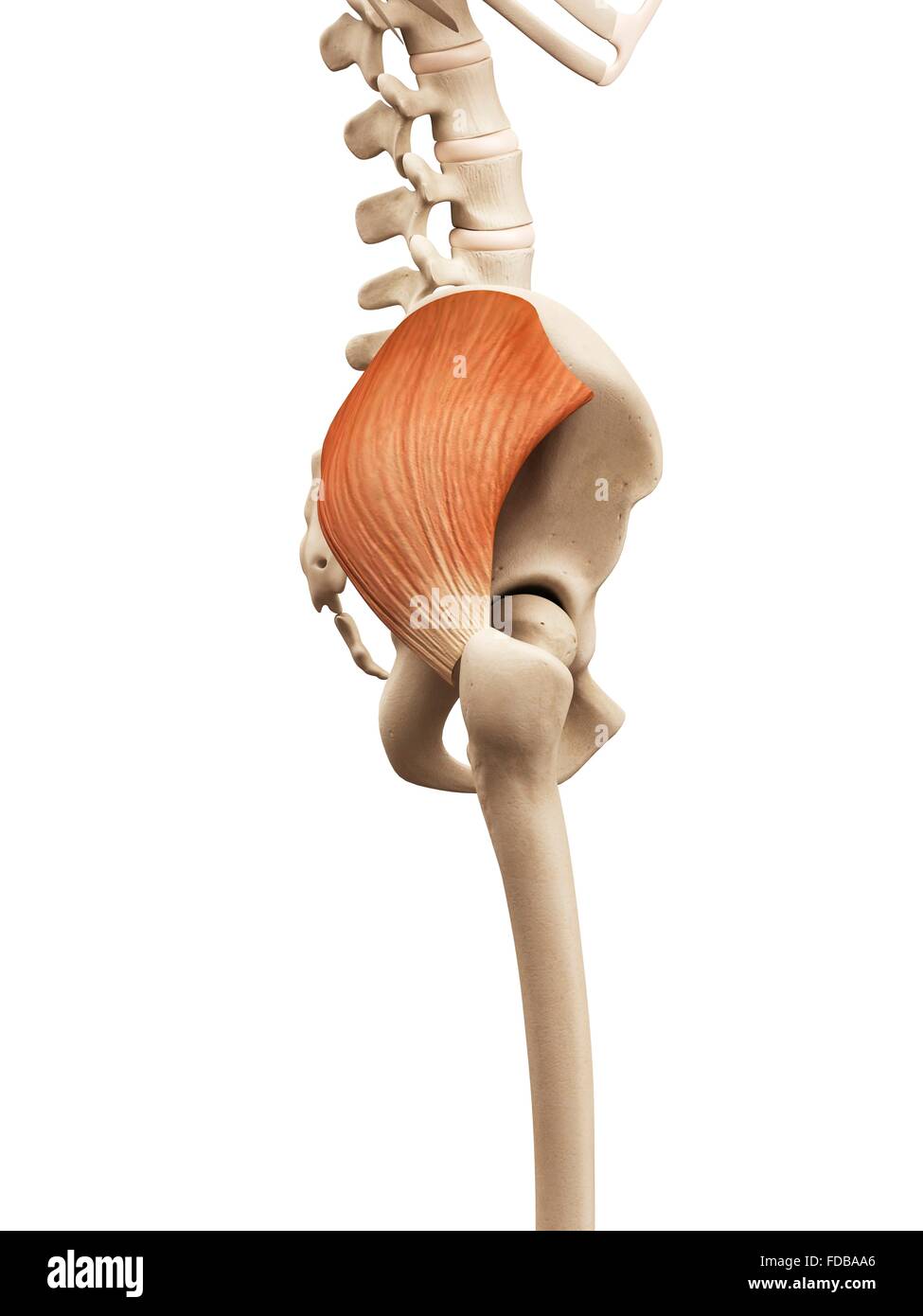 Muscoli Medi Glutei Umani Immagini e Fotos Stock - Alamy