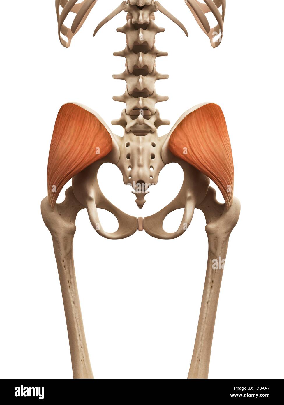 Muscoli Medi Glutei Umani Immagini e Fotos Stock - Alamy