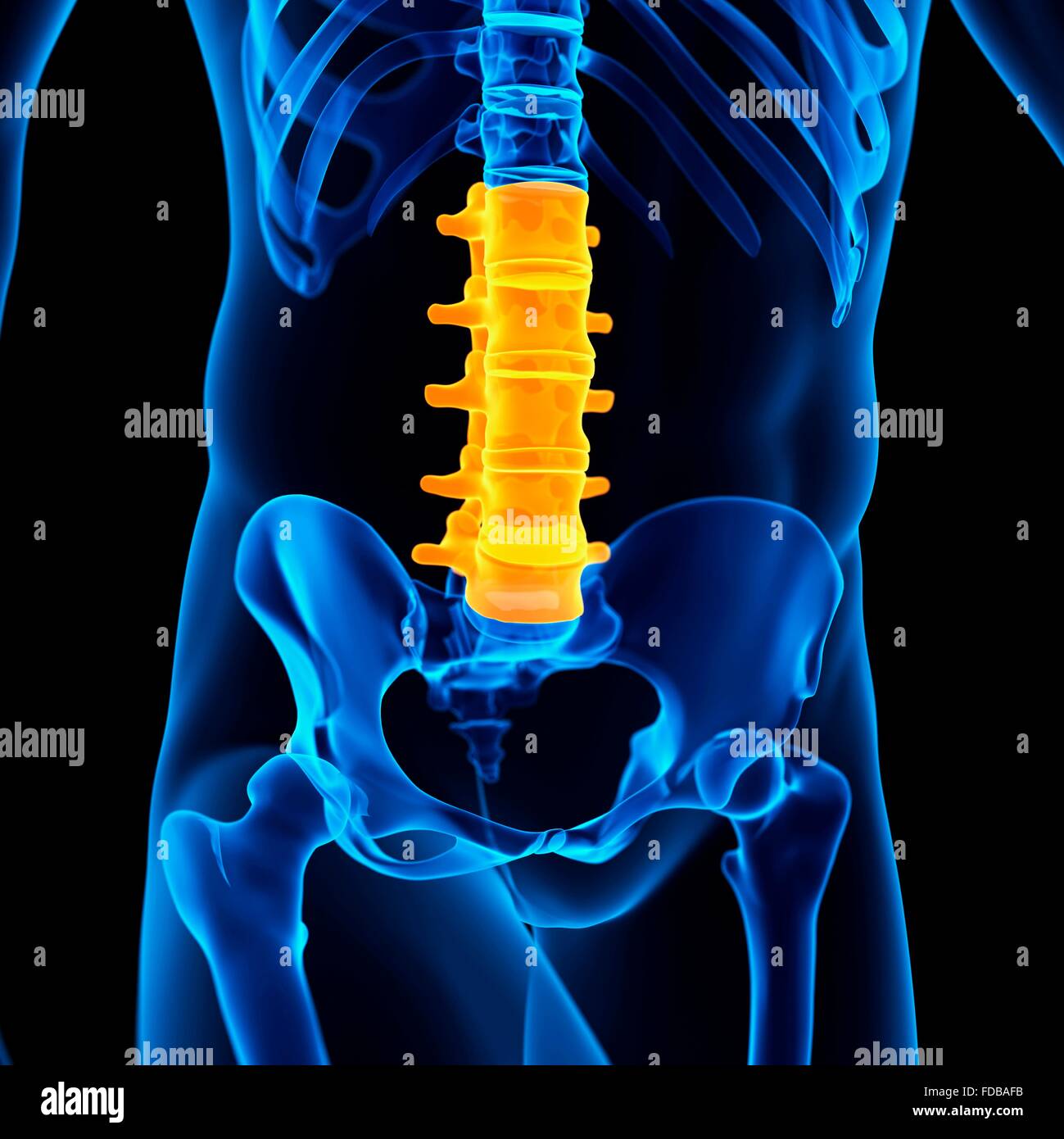 Ossa della colonna vertebrale lombare immagini e fotografie stock ad ...