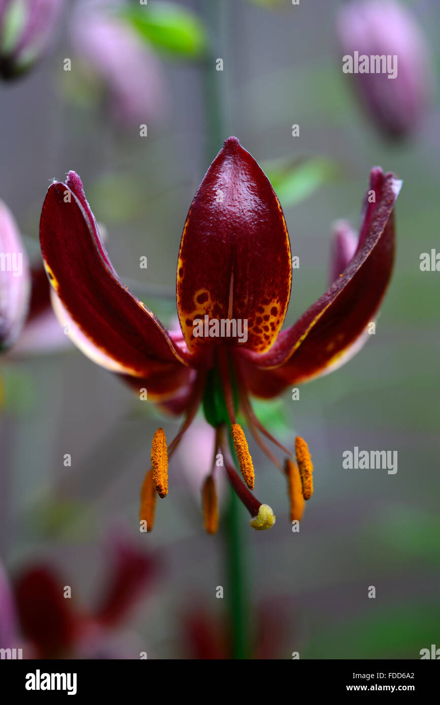 Lilium martagon immagini e fotografie stock ad alta risoluzione - Alamy
