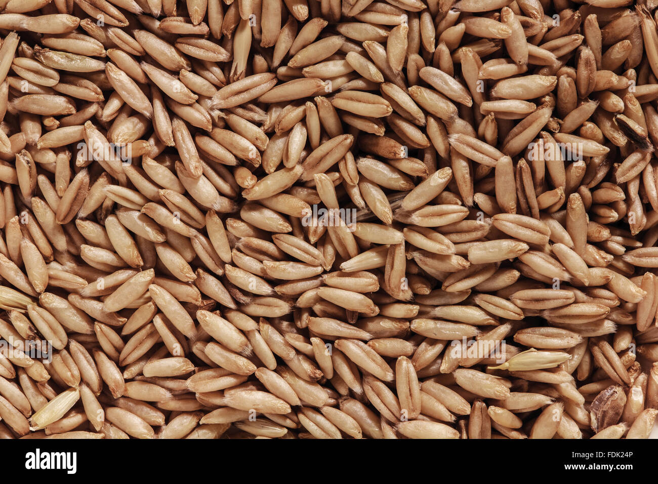 Semi di avena selvatica immagini e fotografie stock ad alta risoluzione ...