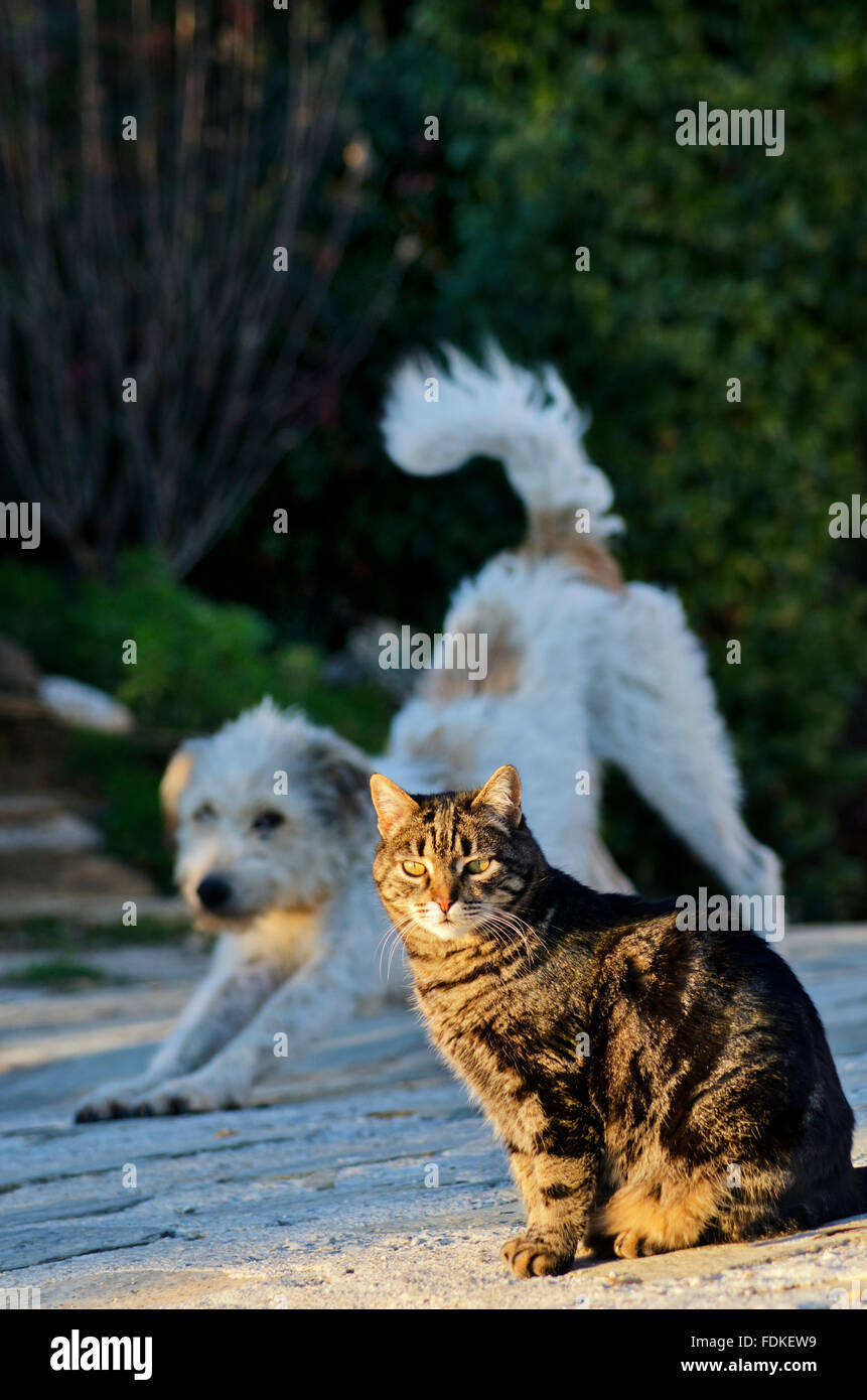 Cat and dog together immagini e fotografie stock ad alta risoluzione ...