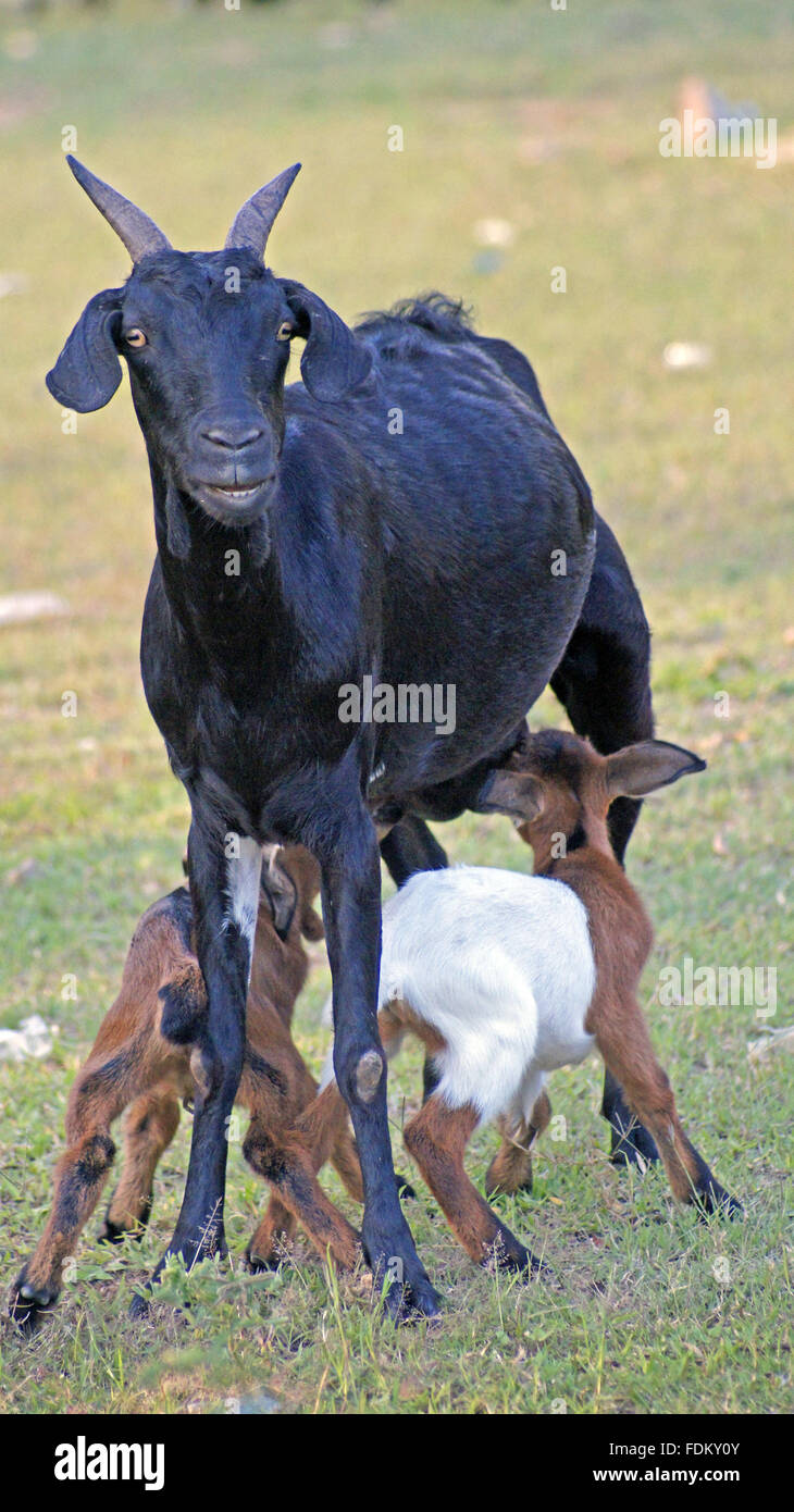 Suckling goat immagini e fotografie stock ad alta risoluzione - Alamy