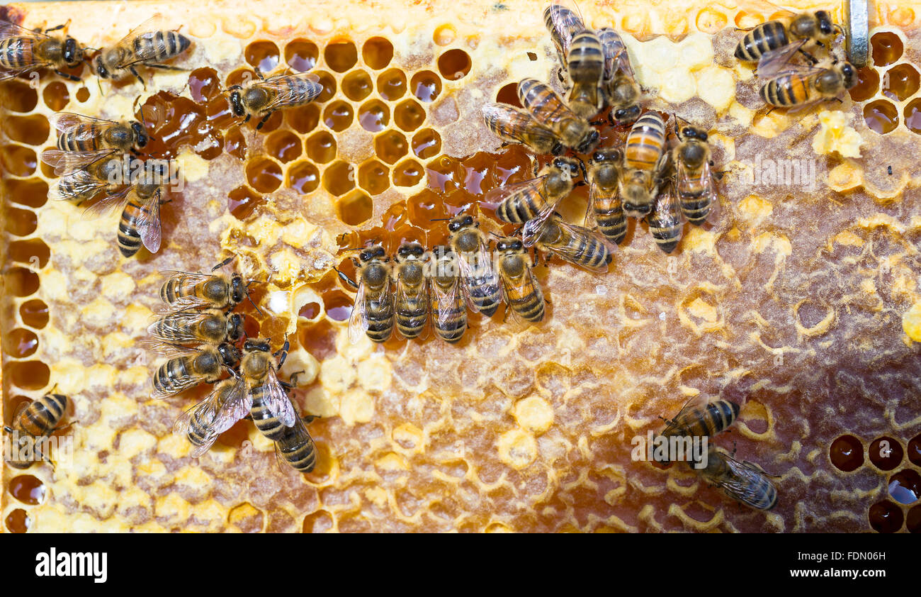 Nutrire le api da miele immagini e fotografie stock ad alta risoluzione ...