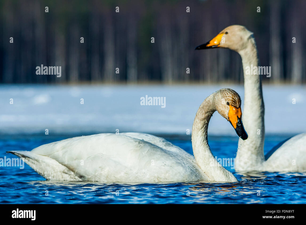 Due cigni selvatici immagini e fotografie stock ad alta risoluzione - Alamy