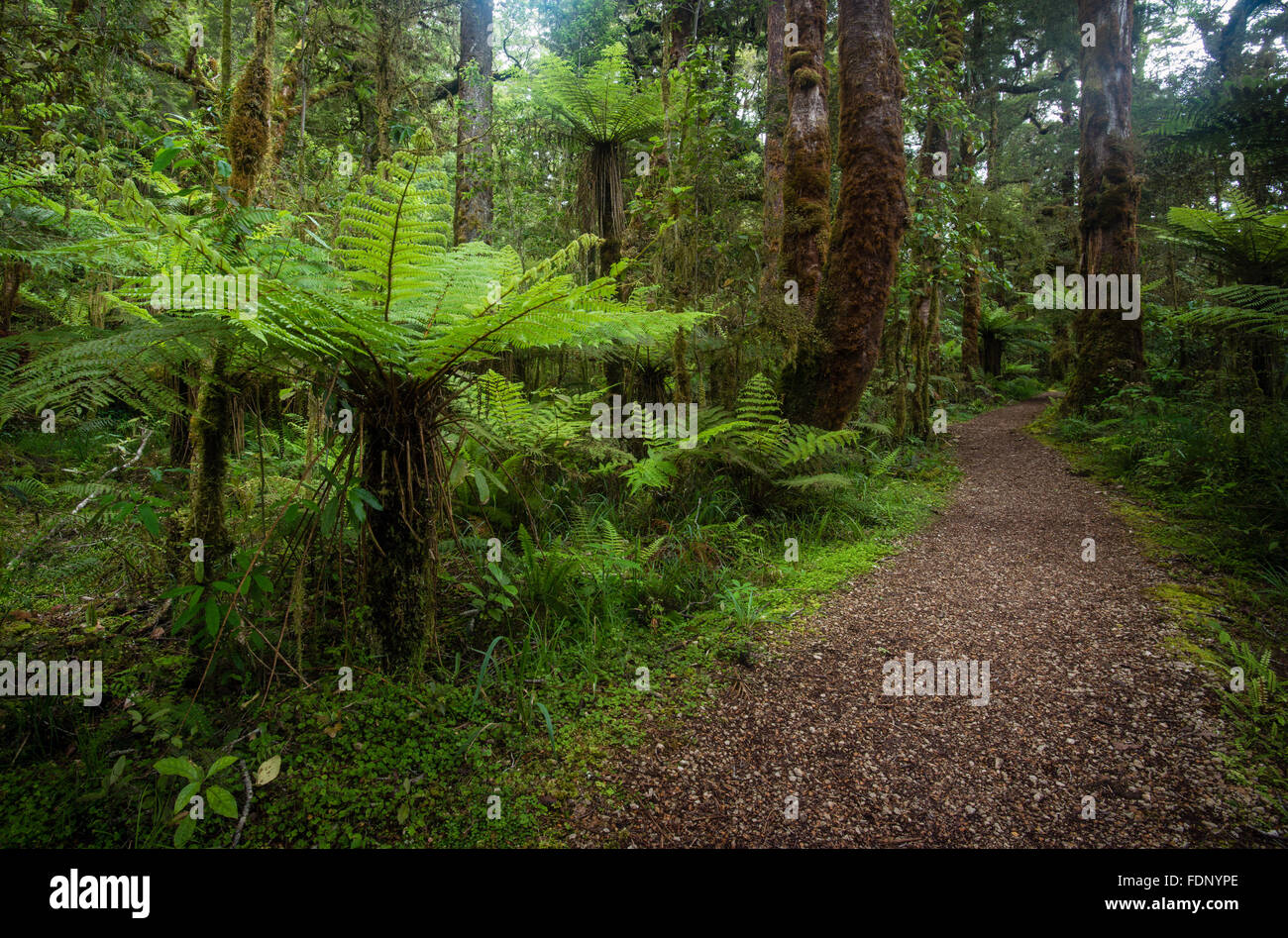 Clima subtropicale umido immagini e fotografie stock ad alta ...