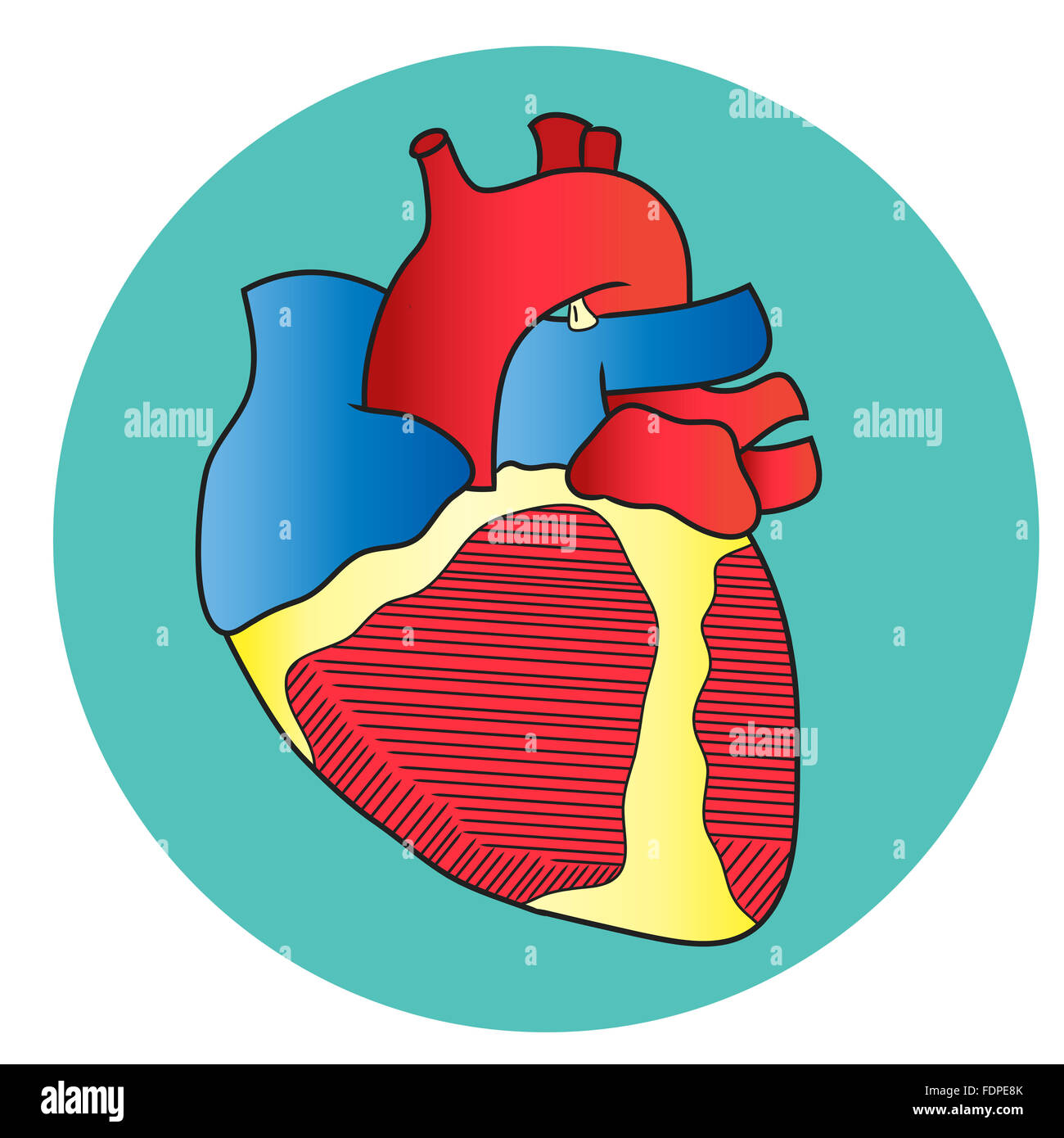 Cuore anatomia immagini e fotografie stock ad alta risoluzione - Alamy