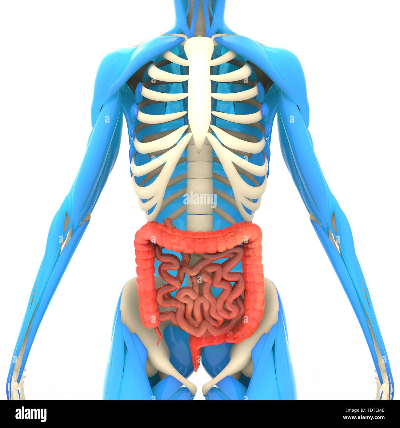Apparato Digestivo umano grande e piccolo intestino anatomia Foto stock ...