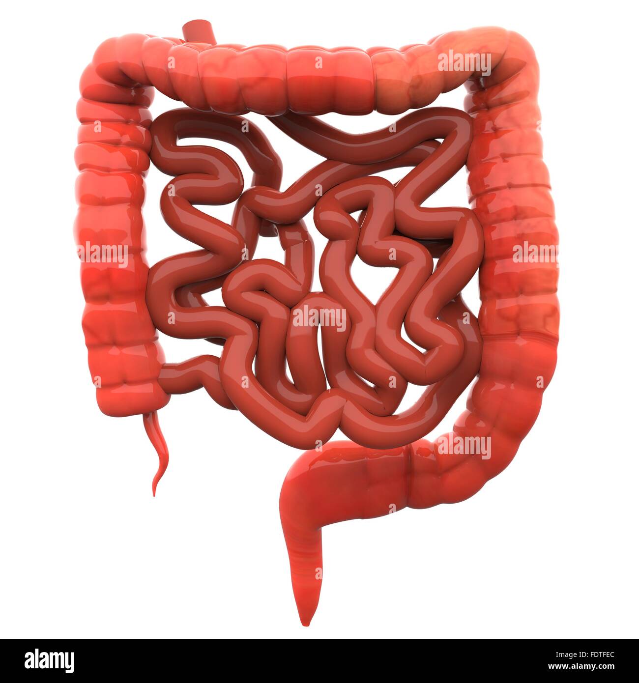 Apparato Digestivo umano grande e piccolo intestino anatomia Foto stock ...