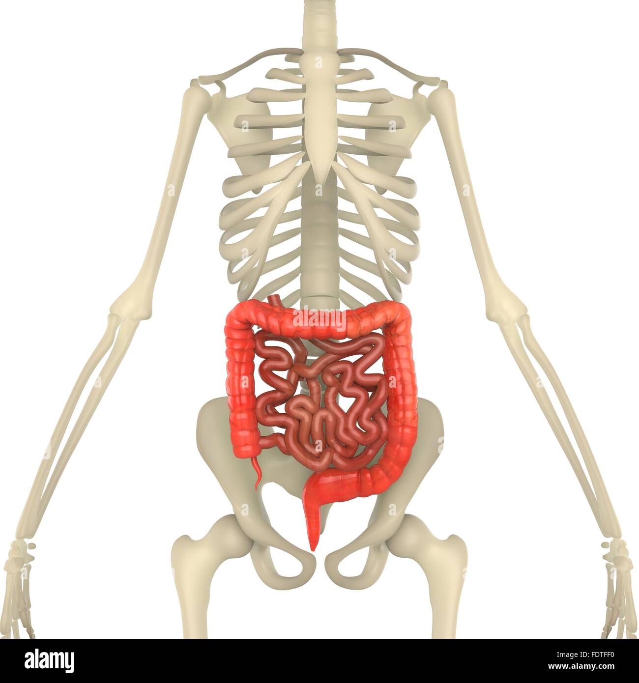 Apparato Digestivo umano grande e piccolo intestino anatomia Foto stock ...
