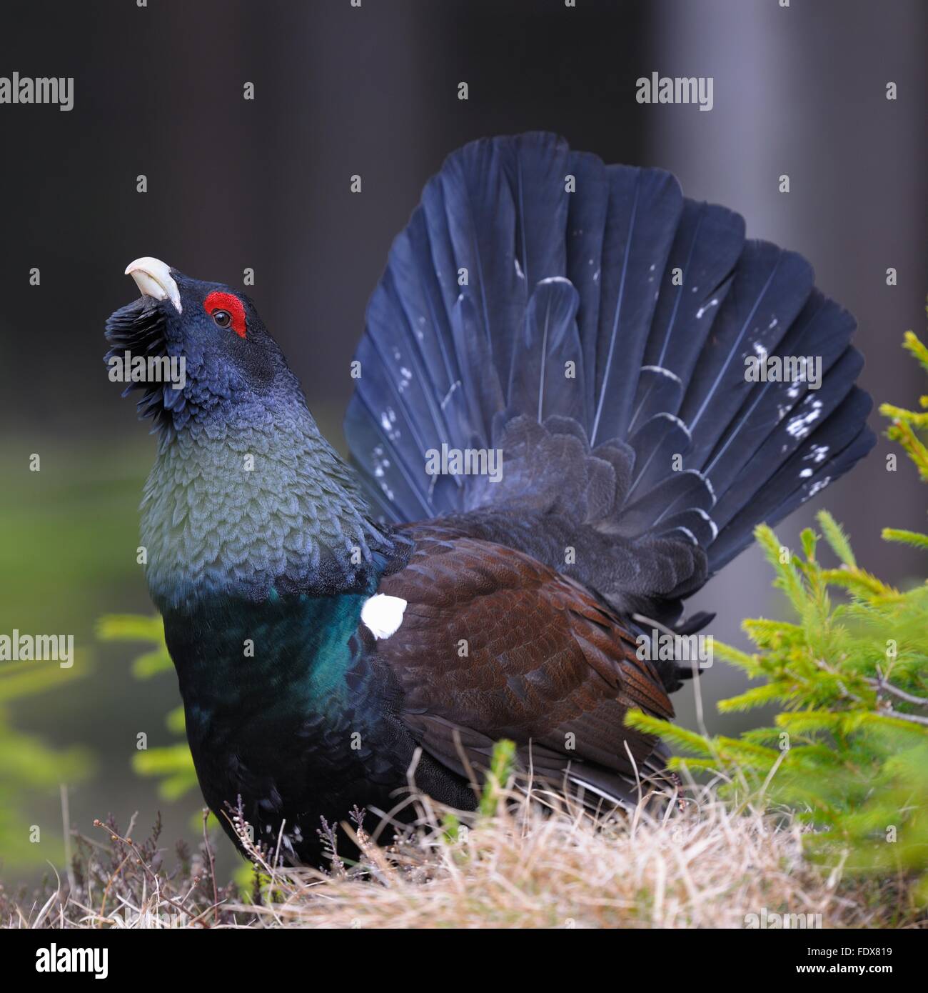Galli cedroni o gallo cedrone (Tetrao urogallus), maschio durante il ...