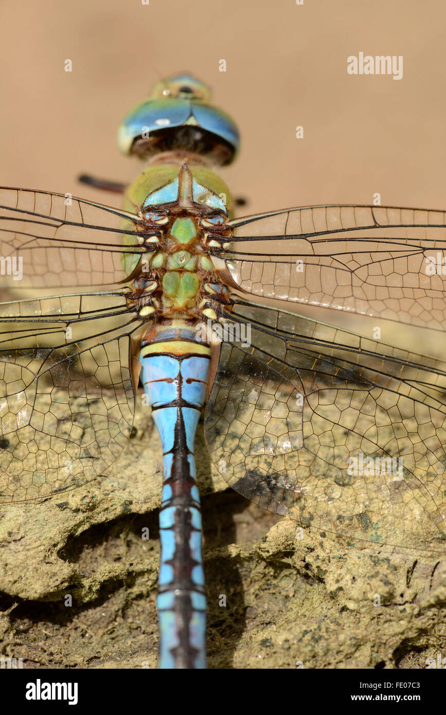 Blu a forma di libellula imperatore (Anax imperator) maschio, close-up del retro del torace che ...